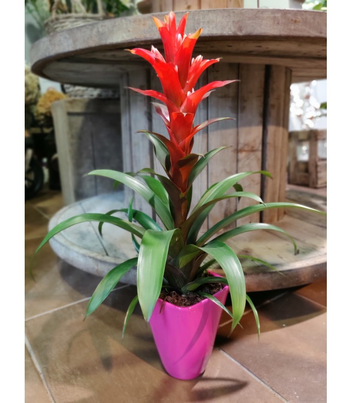 Bromélia et son cache pot | L'Atelier d'Amélie | L'ATELIER d'Amélie